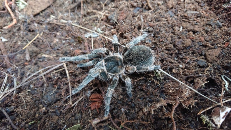 2021.10.10 김민철님 cyrtopholis sp montana 입양 : 네이버 블로그