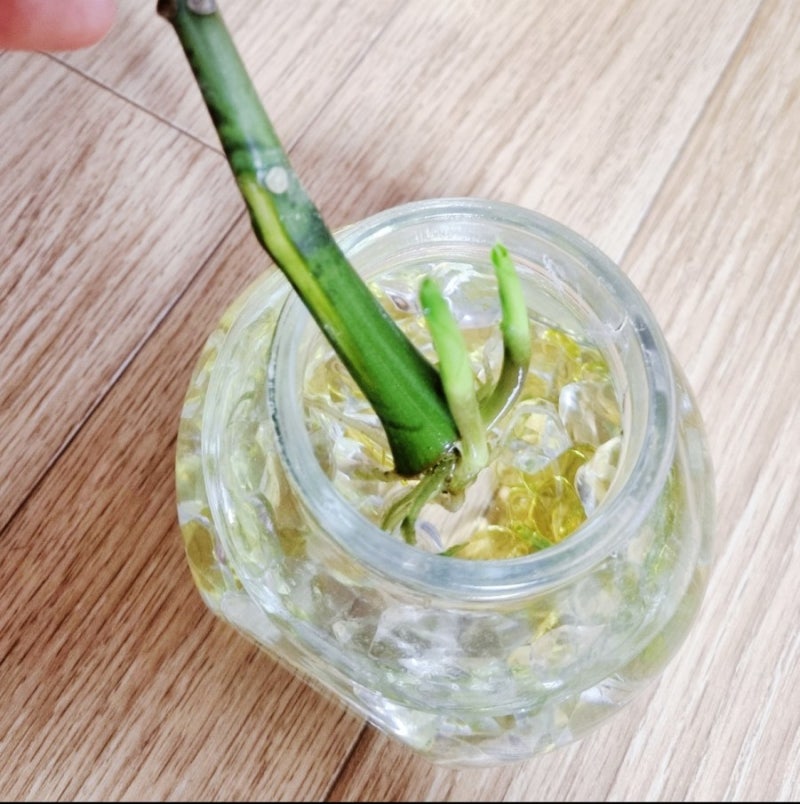돈나무금전수 키우기번식 삽목잎꽂이물꽂이가지치기새순분갈이물주기 네이버 블로그