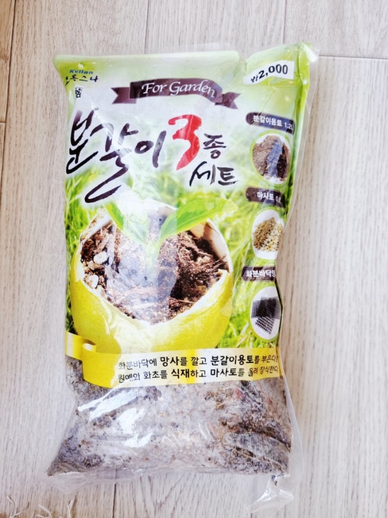 돈나무금전수 키우기번식 삽목잎꽂이물꽂이가지치기새순분갈이물주기 네이버 블로그