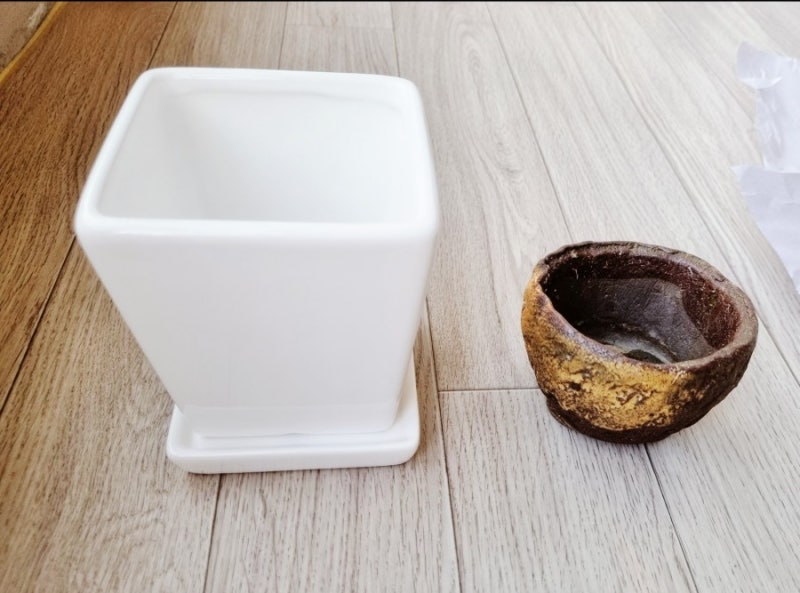 돈나무금전수 키우기번식 삽목잎꽂이물꽂이가지치기새순분갈이물주기 네이버 블로그