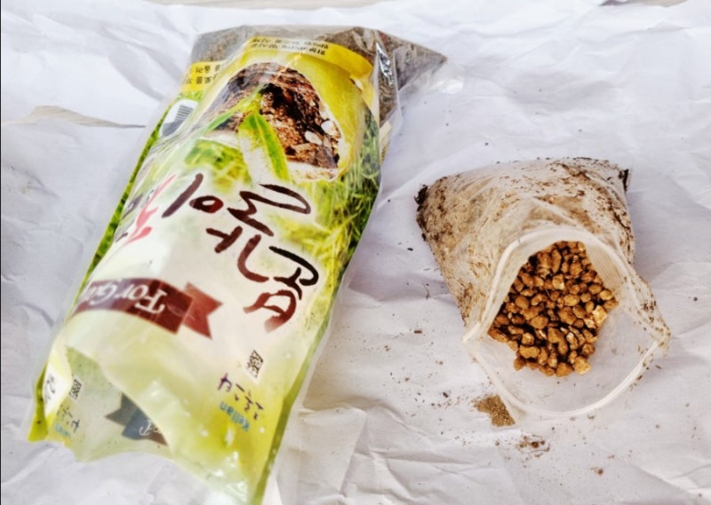 돈나무금전수 키우기번식 삽목잎꽂이물꽂이가지치기새순분갈이물주기 네이버 블로그