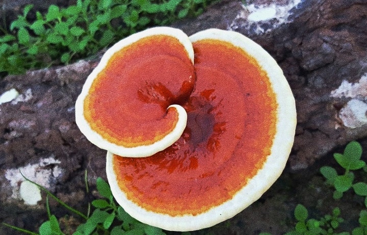 영지버섯 효능 먹는법 부작용 차 끓이는법 유사 독버섯 붉은사슴뿔버섯 네이버 블로그