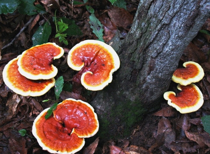 영지버섯 효능 먹는법 부작용 차 끓이는법 유사 독버섯 붉은사슴뿔버섯 네이버 블로그