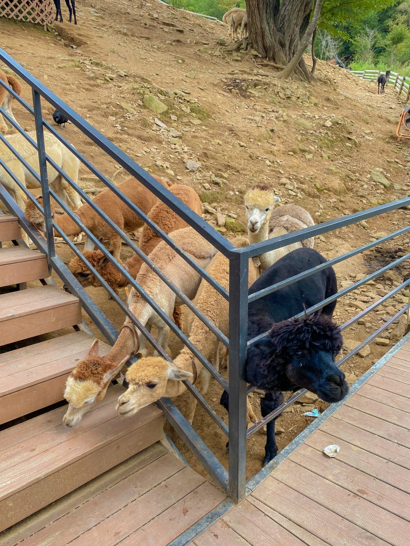 홍천여행 강원도 홍천 가볼 만한 곳 1박2일 추천코스 네이버 블로그