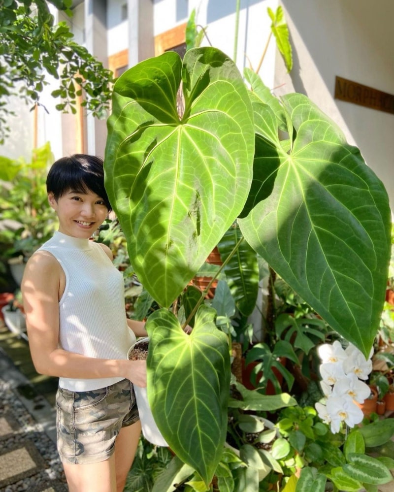 안스리움 매그니피컴 베르드 Anthurium Magnificum Verde : 네이버 블로그