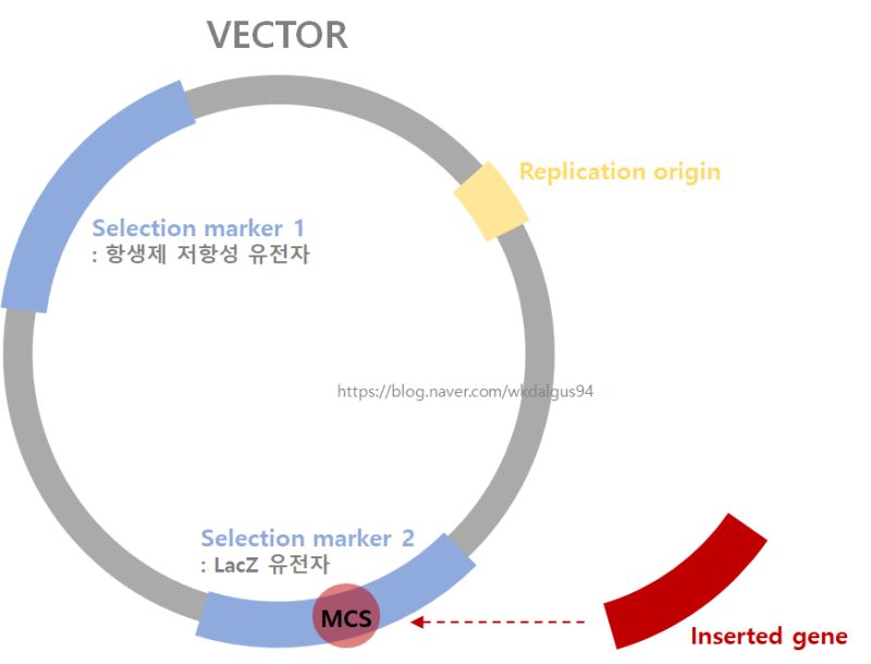 [미생물] 클로닝(cloning), 벡터(vector), selection marker, multie cloning site ...