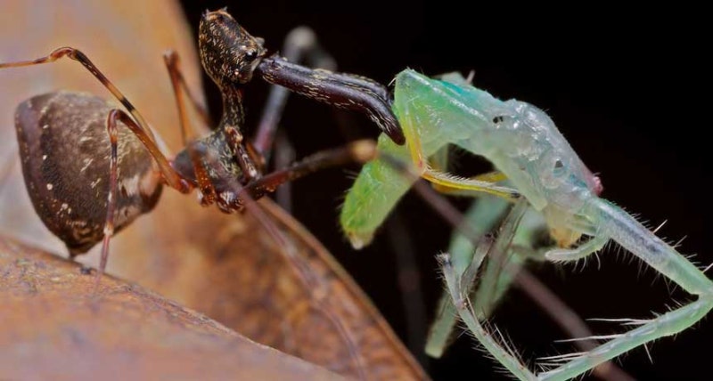 세상에서 가장 신기한 동물 Top10 : 네이버 블로그