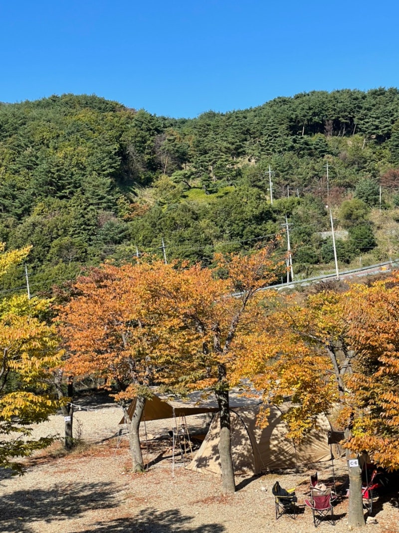 숲속에오토캠핑장 경남캠핑장경주캠핑장부산근교캠핑장울산근교캠핑장애견동반캠핑장가을캠핑단풍캠핑가마보코치즈타프 네이버 블로그