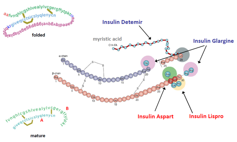[ 약사 공부노트 ] 인슐린 Insulin 제제 종류 및 구조 : 네이버 블로그