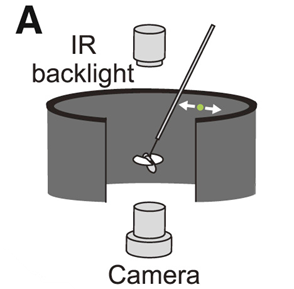 한양대 바이오메디컬공학전공 하계 학부인턴 진짜마지막: 우리가 진행한 실험 (초파리의 menotaxis) : 네이버 블로그
