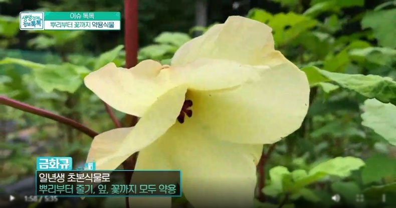 금화규 효능 부작용 먹는 법 금화규 효능 6가지 총정리 네이버 블로그