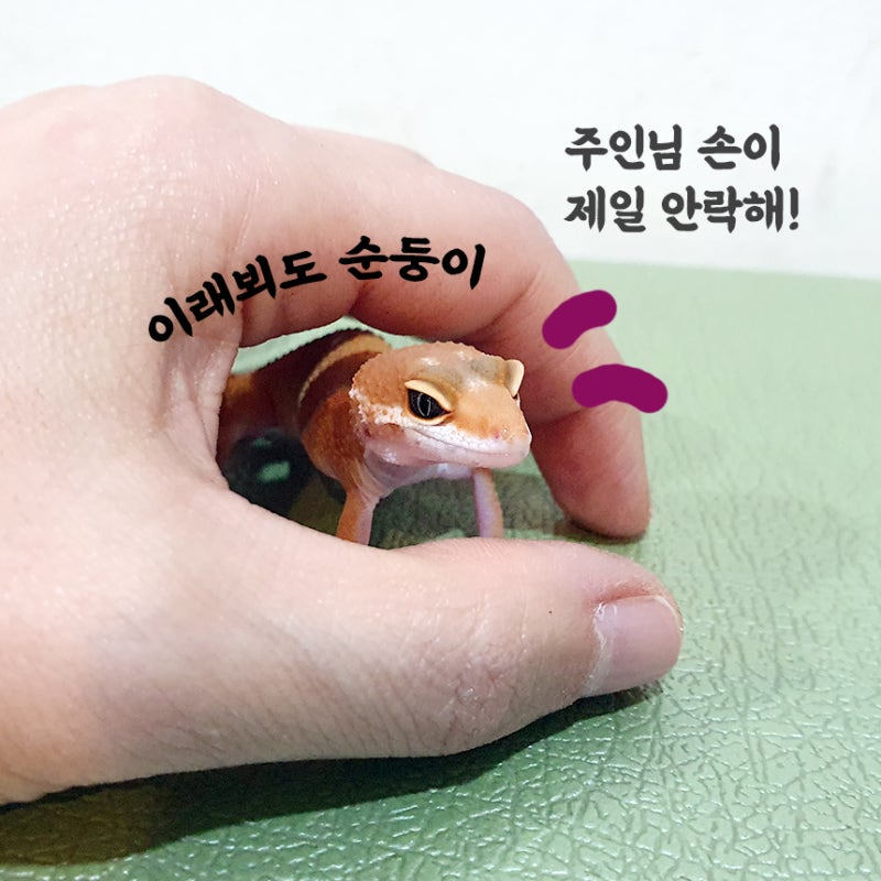 레오파드게코 도마뱀 분양가격 및 키우기 총정리 네이버 블로그