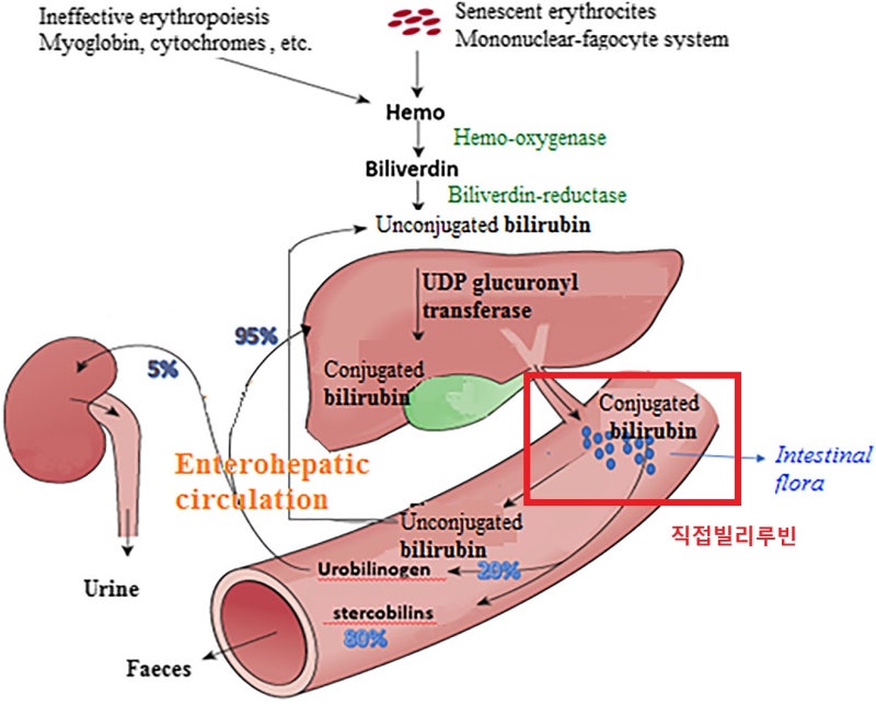 혈액검사수치알아보기 빌리루빈 수치 총빌리루빈 직접빌리루빈 간접빌리루빈 네이버 블로그