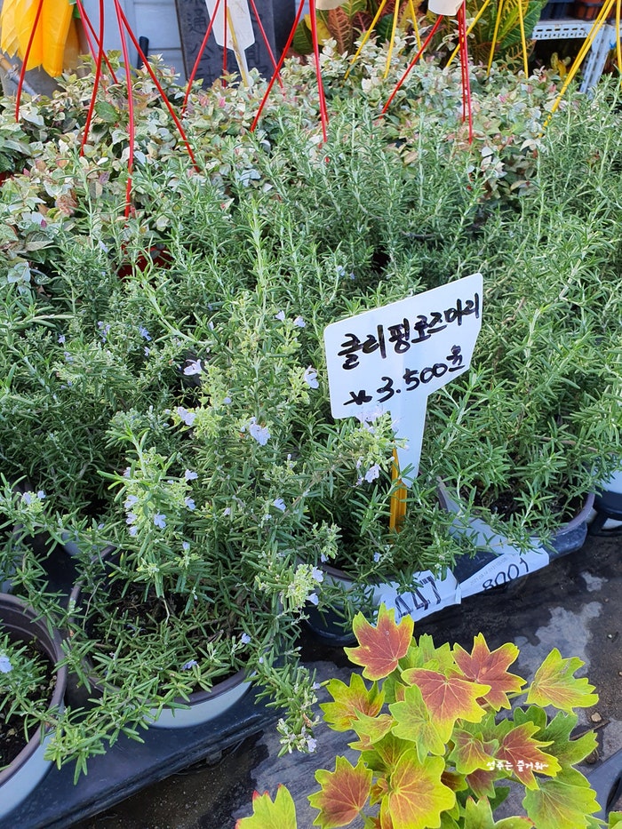 클리핑로즈마리 키우는법 로즈마리 화분 분갈이 삽목 물꽂이 꽃 잎 네이버 블로그