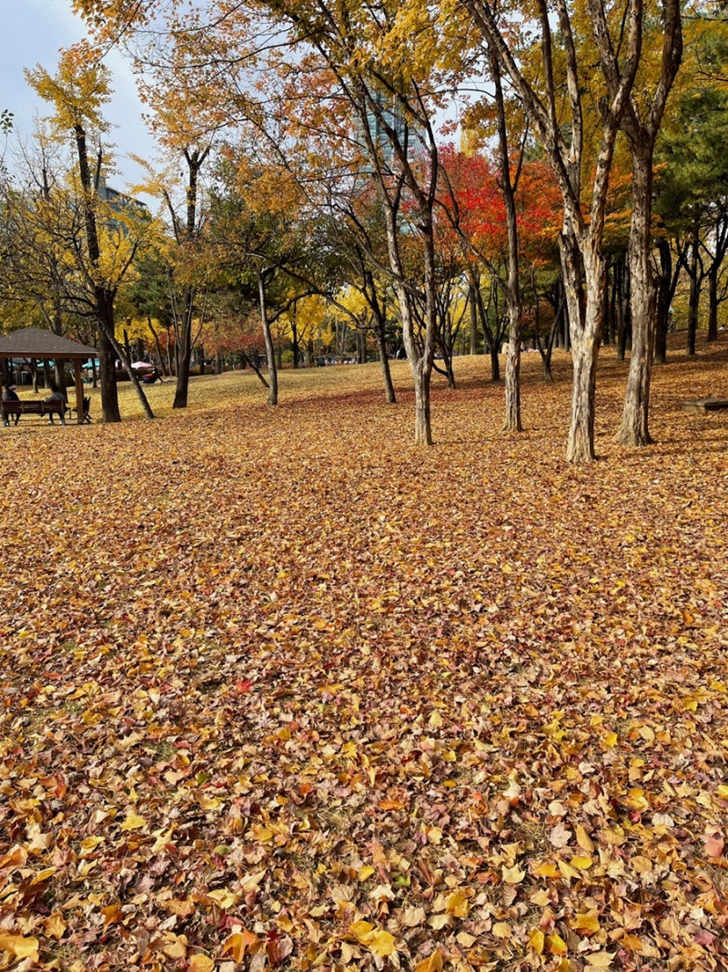 안양 평촌 중앙 공원 가을 아이와 나들이 주차장 매점 화장실 위치 네이버 블로그