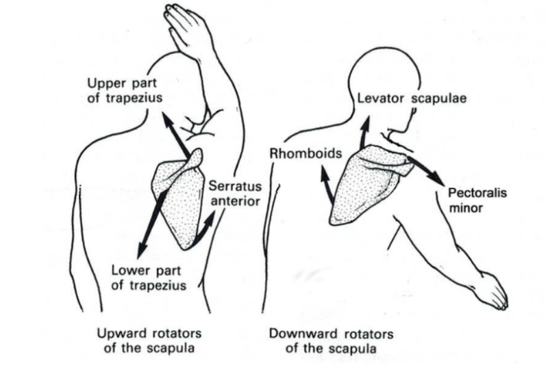 전거근 앞톱니근 Serratus Anterior 네이버 블로그
