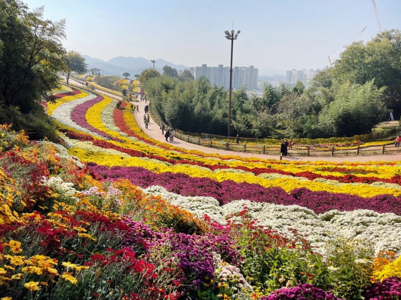 화순 국화축제 화순국화동산 남산공원 화순 국화향연 네이버 블로그