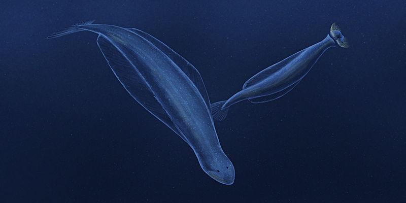 [海 이야기] 각양각색의 개성파, 나선동물 이야기 : KMI 한국해양수산개발원 : 네이버 블로그