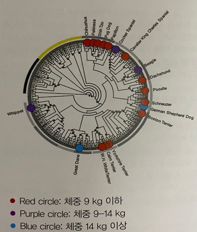 🫀 [수의학 적용] 개의 이첨판 폐쇄부전증(MMVD): 병태생리, 진단, 치료 가이드 : 네이버 블로그
