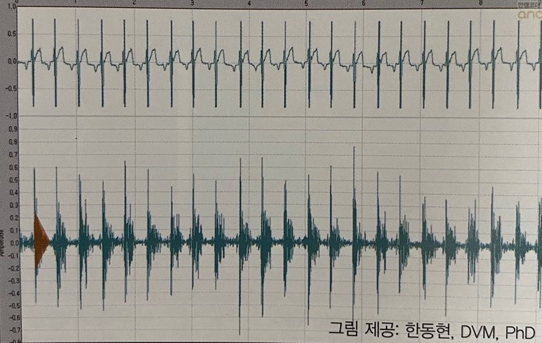 🫀 [수의학 적용] 개의 이첨판 폐쇄부전증(MMVD): 병태생리, 진단, 치료 가이드 : 네이버 블로그