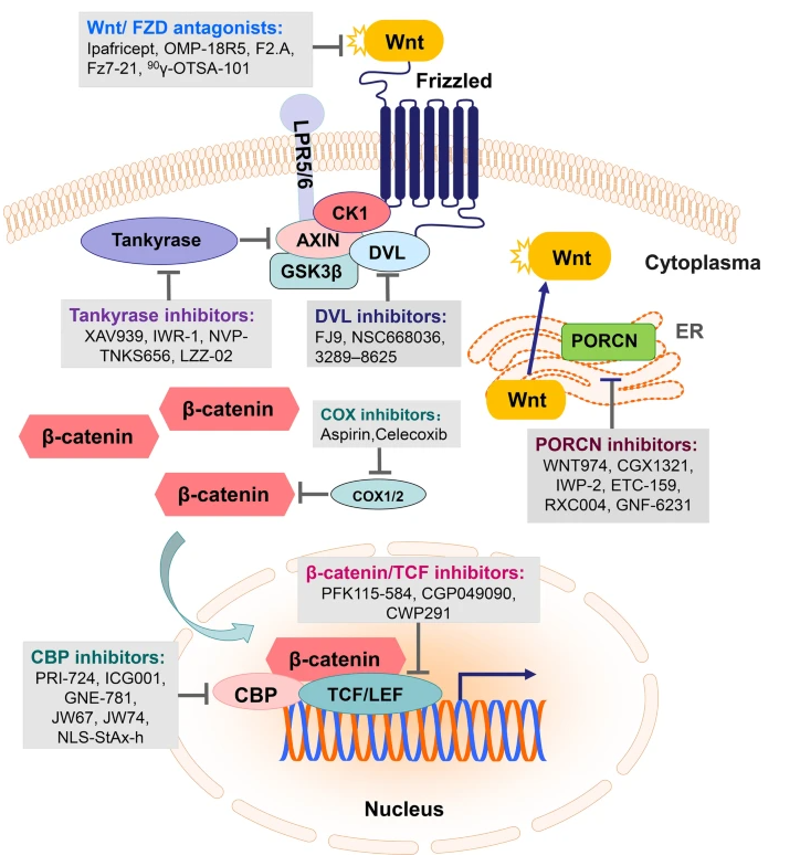 Wnt/β-Catenin Signaling pathway (the canonical Wnt patway) : 네이버 블로그