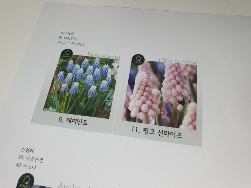 무스카리 구근 키우기 심는시기 심는법 물주기 꽃말 수경재배 방법 네이버 블로그