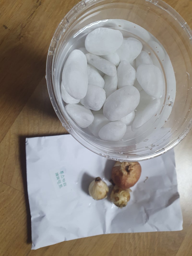 무스카리 구근 키우기 심는시기 심는법 물주기 꽃말 수경재배 방법 네이버 블로그