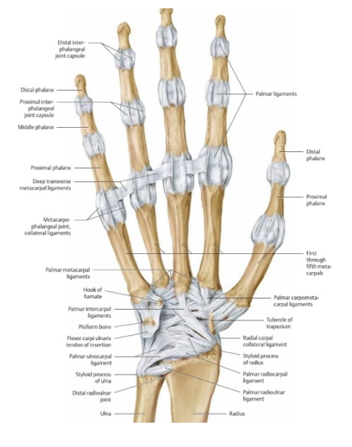 [해부학/관절] 상지 해부학(Joint of the upper limb)-손목관절 & 손목뼈사이 관절(Wrist ...