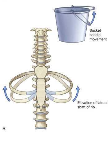 #11 흡기시 흉곽(Thorax) 및 갈비뼈(Rib) 움직임 (양동이 손잡이 움직임, 펌프 손잡이 움직임) : 네이버 블로그