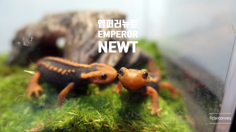 엠페러 뉴트emperor Newt 황제 영원 엠퍼러 뉴트 기르기 사육 방법20251 업뎃 네이버 블로그