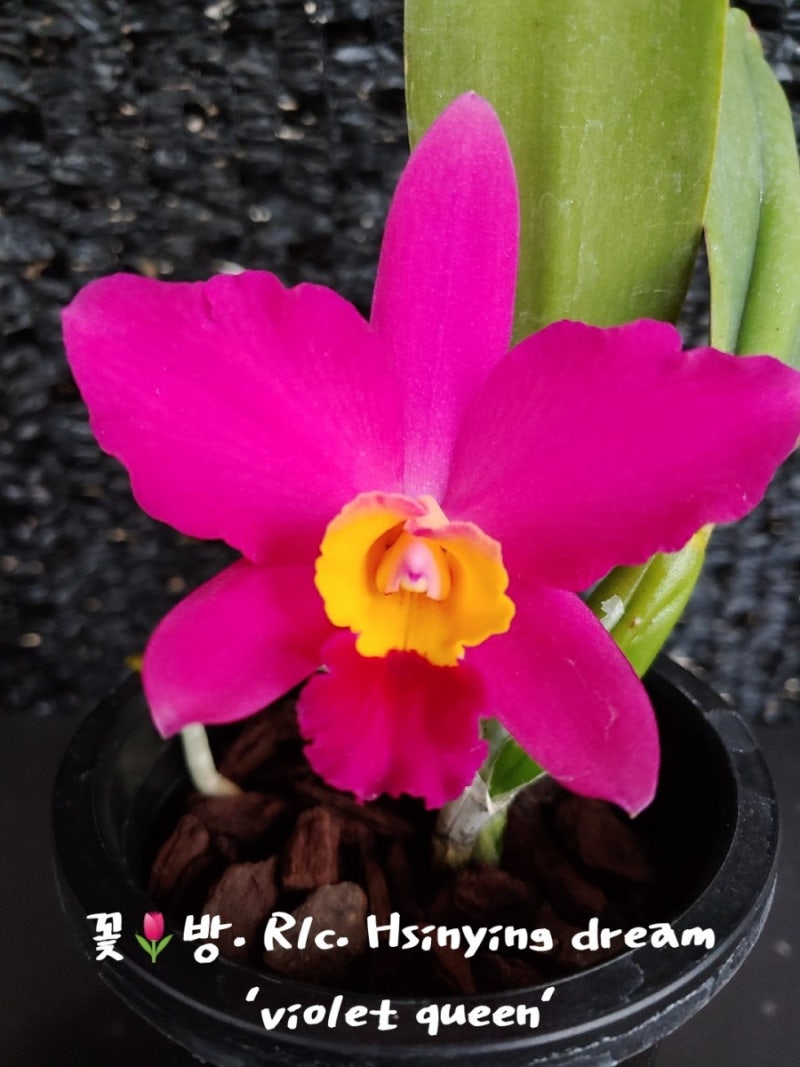 Cattleya hsinying dream "violet queen"(카틀레야 바이오렛 퀸) : 네이버 블로그