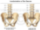 [요추] lumbosacral transitional vertebrae, Sacralization, Lumbarization ...