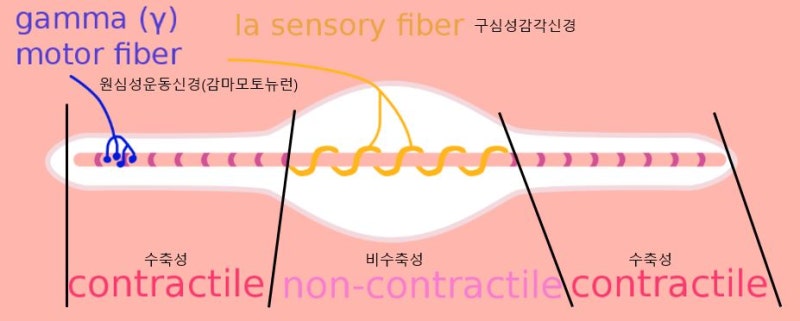 Muscle Spindle III - 감마모토뉴런(Gamma Motorneuron)과 알파-감마 동시활성화(Alpha-Gamma ...