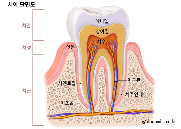 네이버 인플루언서