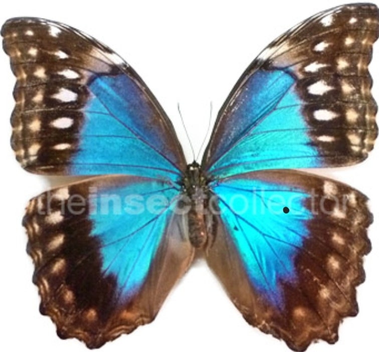 🦋 morpho butterflies : 네이버 블로그