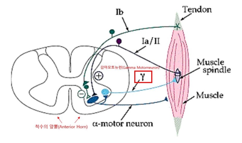 Muscle Spindle III - 감마모토뉴런(Gamma Motorneuron)과 알파-감마 동시활성화(Alpha-Gamma ...