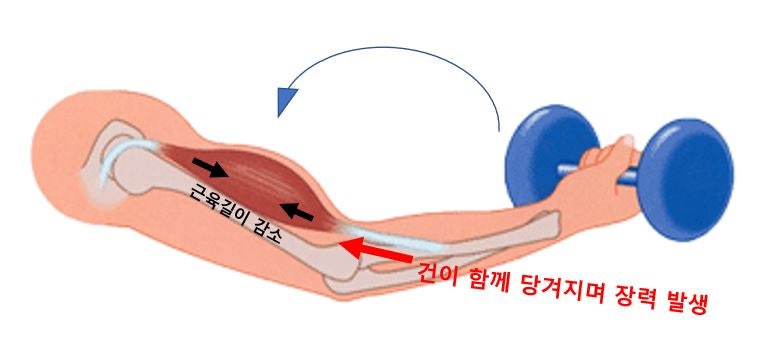 Golgi Tendon Organ(GTO) - 골지건기관의 구조 및 기능과 자가억제 (Autogenic Inhibition ...