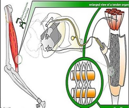 Golgi Tendon Organ(GTO) - 골지건기관의 구조 및 기능과 자가억제 (Autogenic Inhibition ...