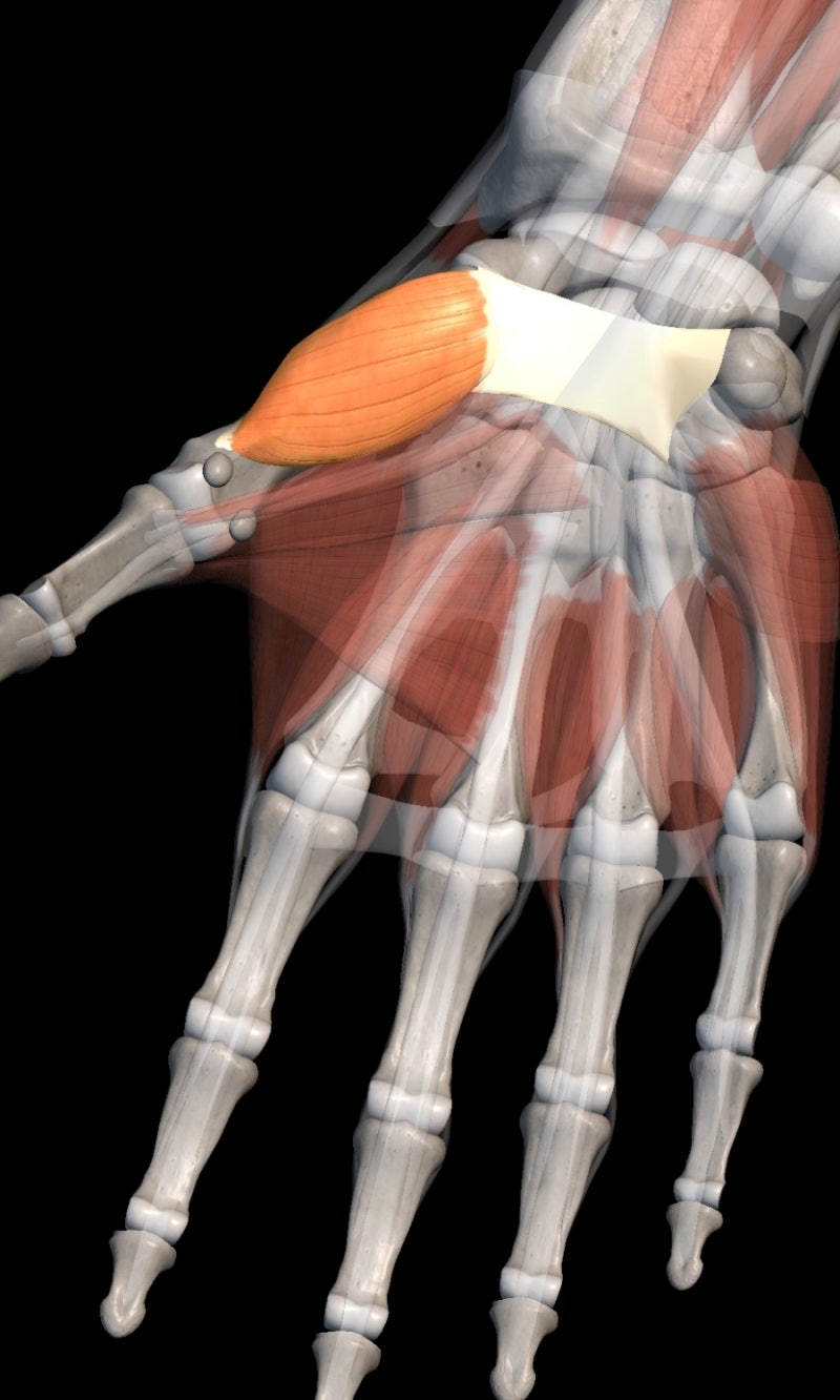 Thenar muscle(엄지두덩근) : Abductor pollicis brevis, Flexor pollicis brevis ...