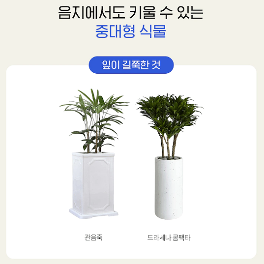 음지식물 키우기 쉬운 실내식물 추천스파티필름 산세베리아 등 네이버 블로그