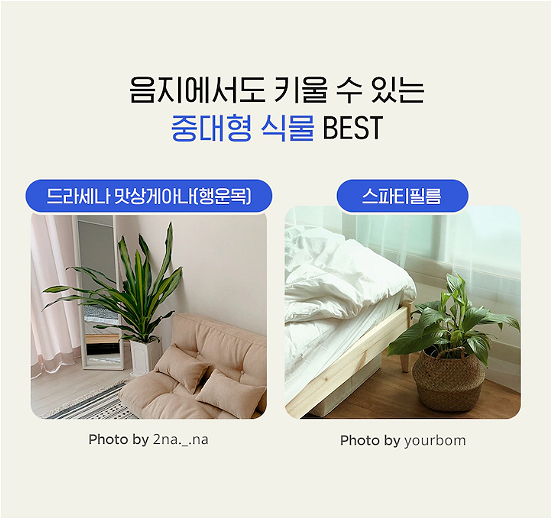 음지식물 키우기 쉬운 실내식물 추천스파티필름 산세베리아 등 네이버 블로그