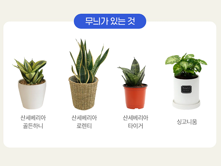 음지식물 키우기 쉬운 실내식물 추천스파티필름 산세베리아 등 네이버 블로그
