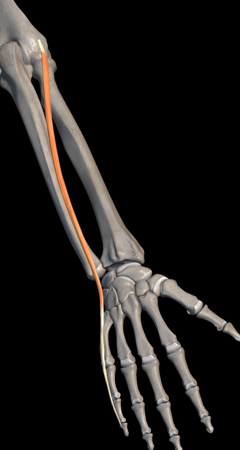 (EDC)Extensor Digitorum Communis(총지신근, 손가락폄근), Extensor digiti minimi ...