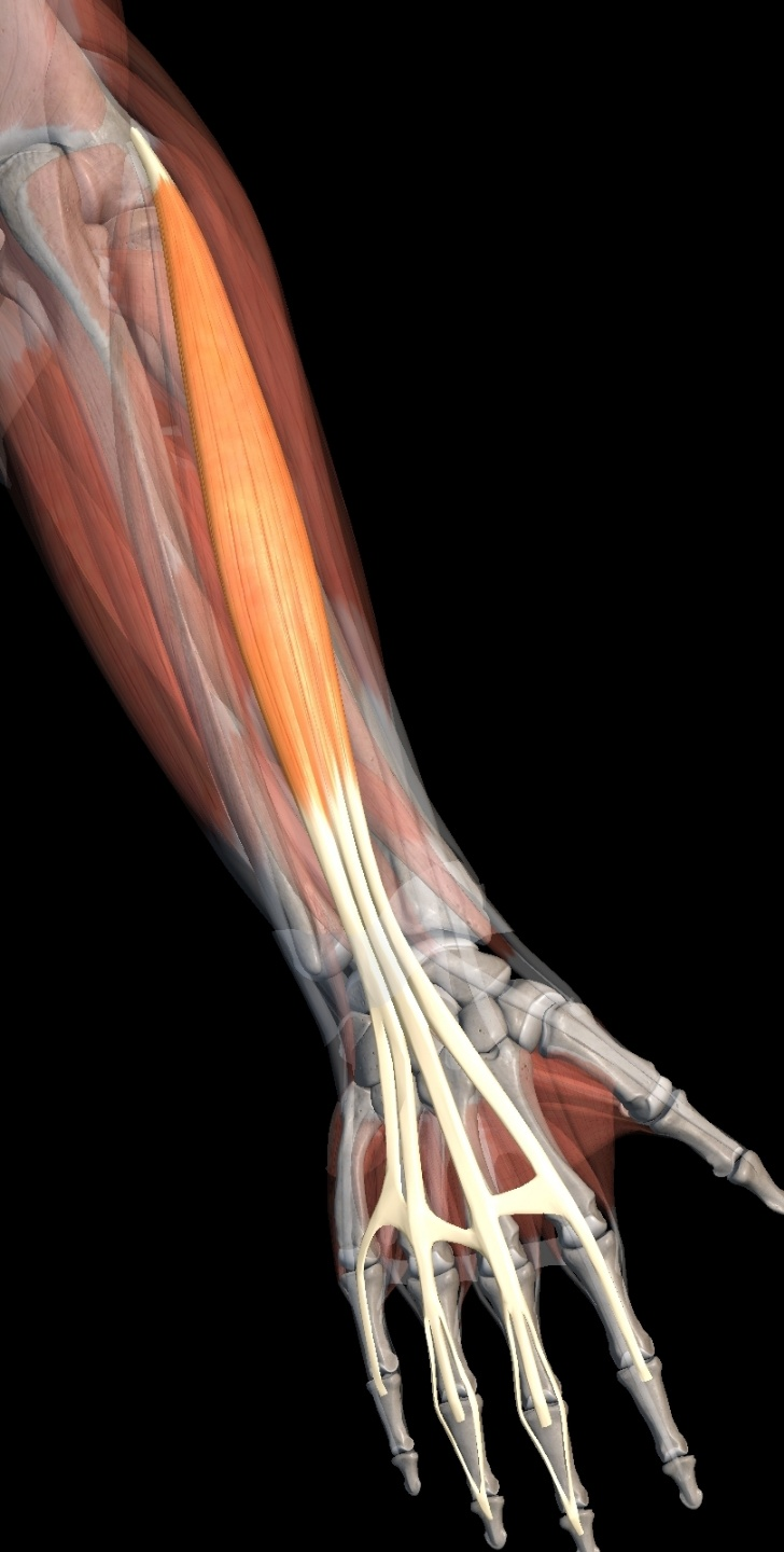 (EDC)Extensor Digitorum Communis(총지신근, 손가락폄근), Extensor digiti minimi ...