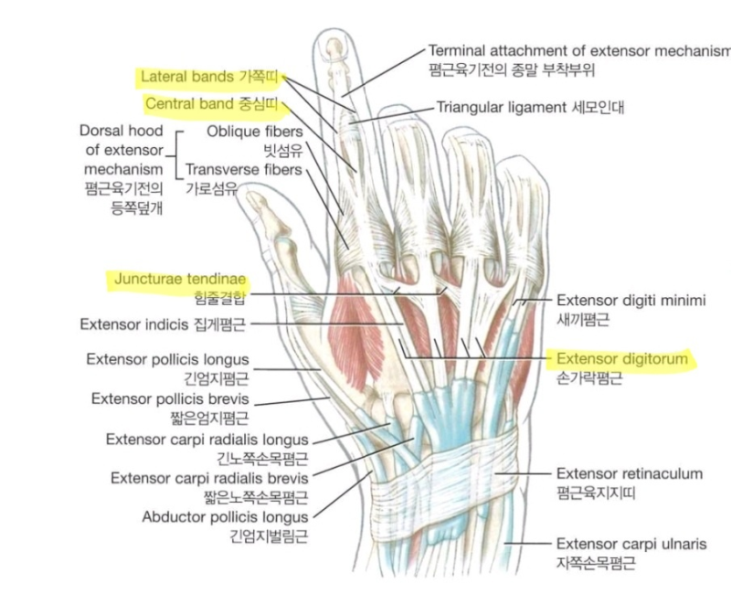 (EDC)Extensor Digitorum Communis(총지신근, 손가락폄근), Extensor digiti minimi ...