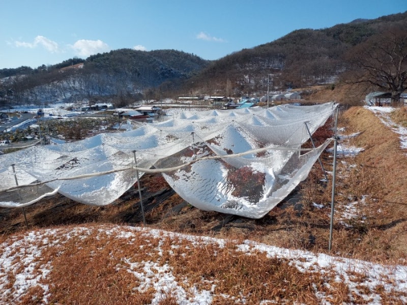 게으른농부 친환경블루베리 친환경청양블루베리 네이버 블로그