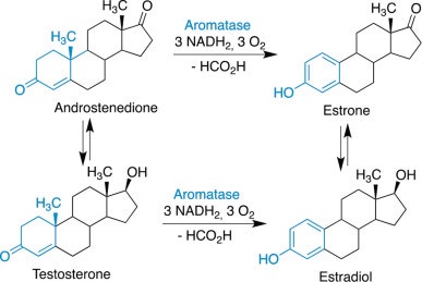 탈모약(Finasteride 피나스테리드) 의 효능과 부작용 : 네이버 블로그