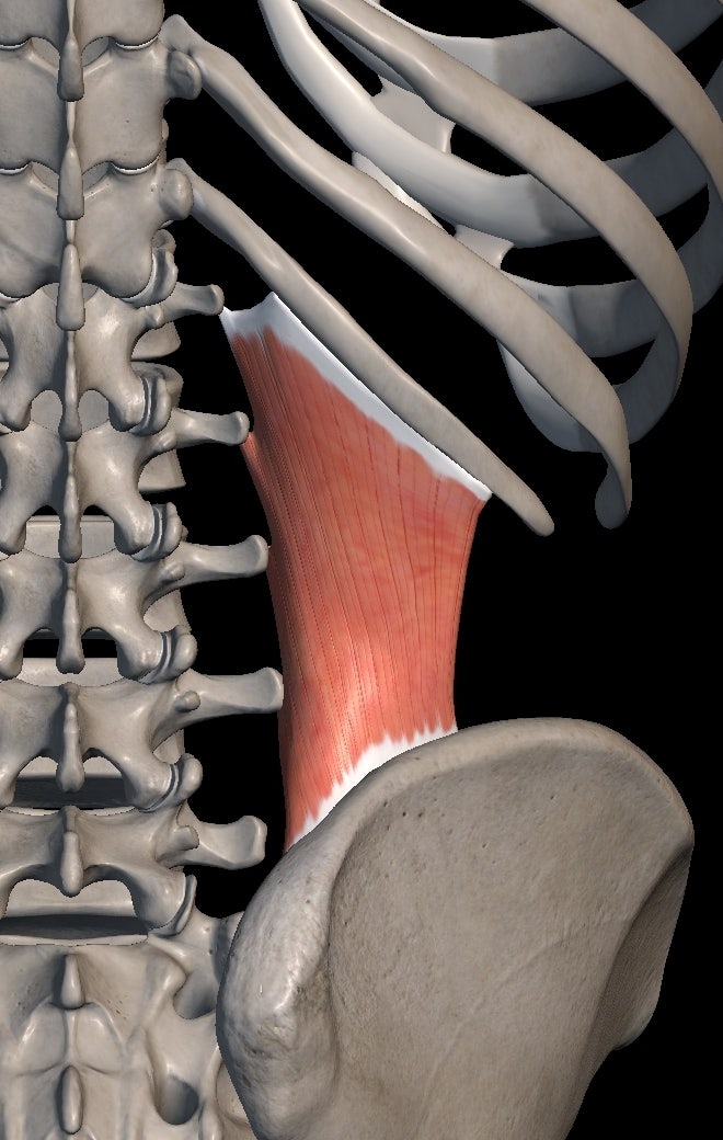 Quadratus Lumborum(QL) : 요방형근, 허리네모근 : 네이버 블로그