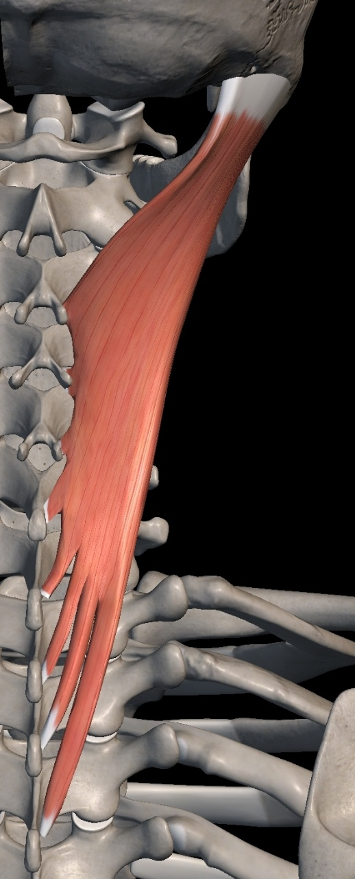 Splenius Capitis(두판상근, 머리널판근), Splenius Cervicis(경판상근, 목널판근) : 네이버 블로그