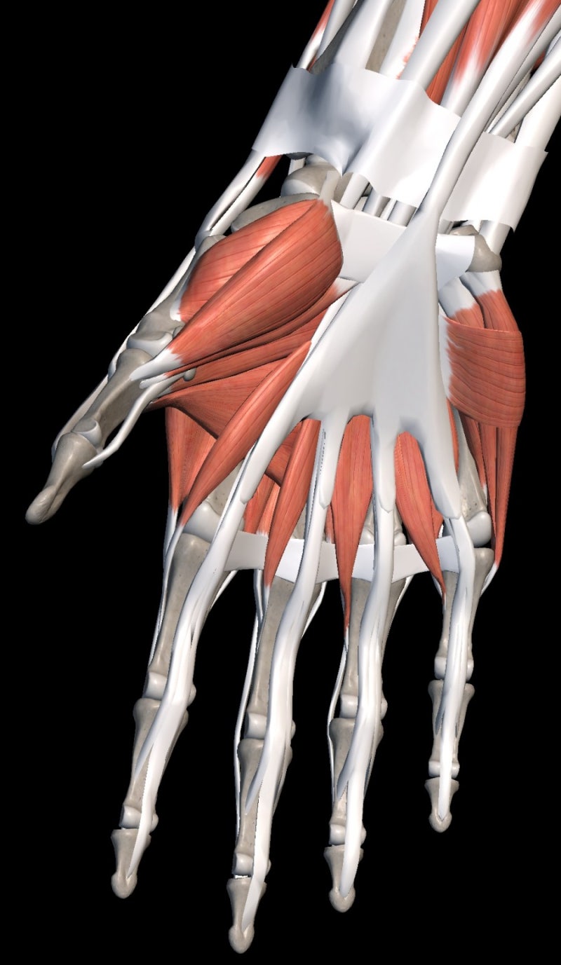 무지대립근(Opponens pollicis) - 엄지손가락 내측 통증 : 네이버 블로그
